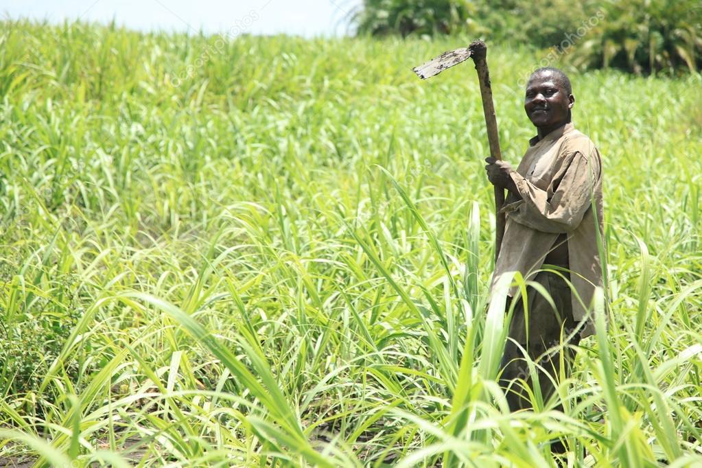 Indian Sugar Cane Plantation