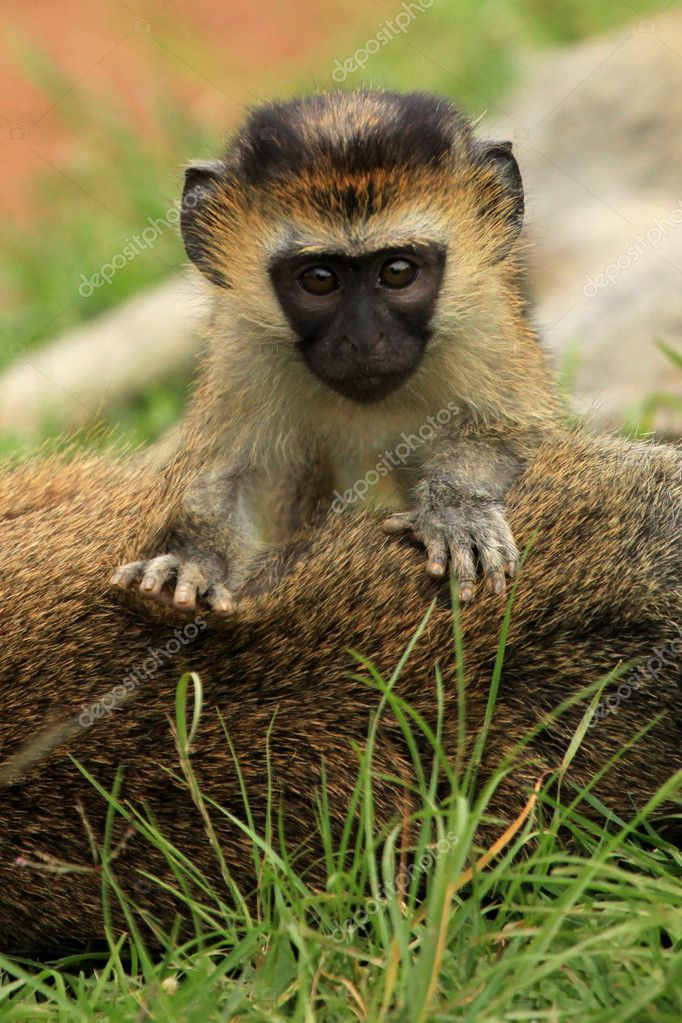 Vervet Monkey - African Wildlife Stock Photo by ©imagex 12322042