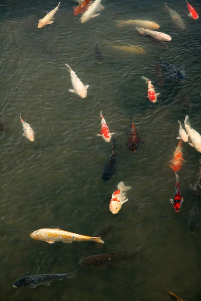 Coy carp Stock Photos, Royalty Free Coy carp Images | Depositphotos