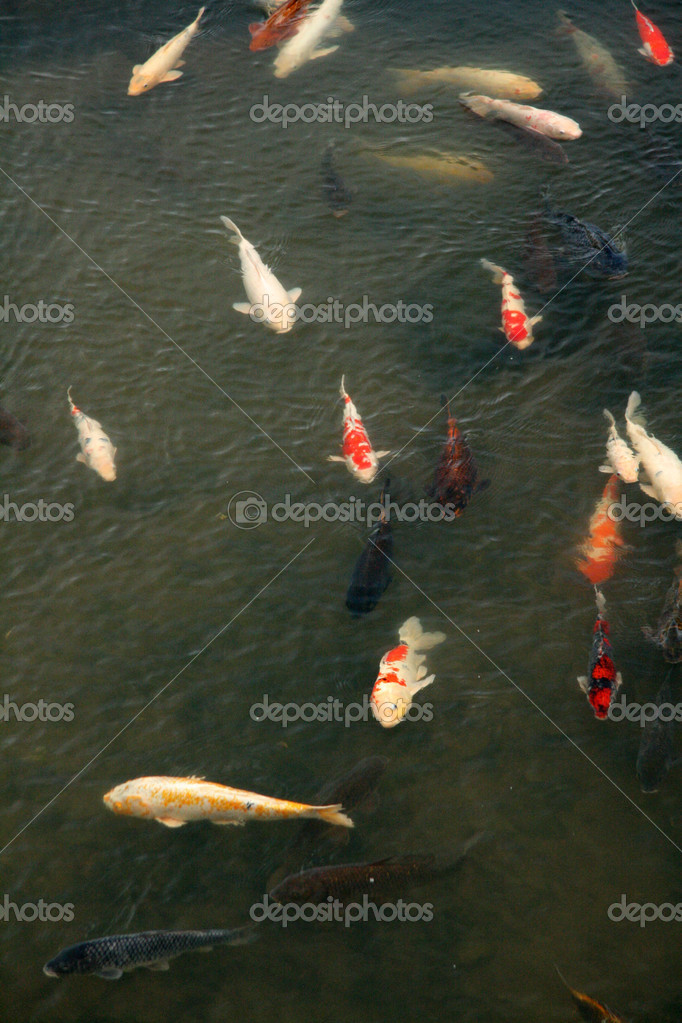 Coy Carp in River - Nagasaki City, Japan — Stock Photo © imagex #12469719