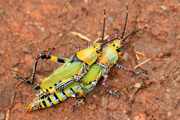 African insects Stock Photos, Royalty Free African insects Images ...