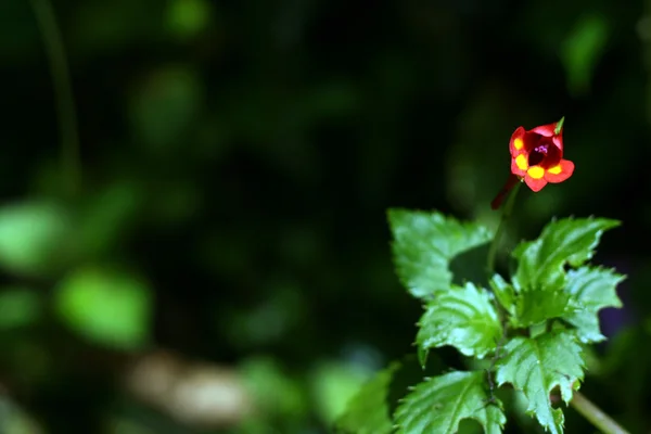 National flower of tanzania Stock Photos, Royalty Free National flower ...