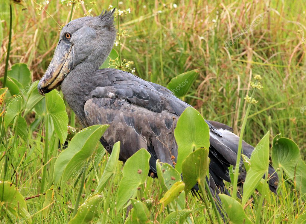 Shoebill in the Wild - Uganda, Africa — Stock Photo © imagex #12483858