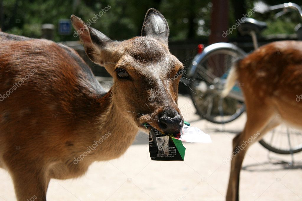 Red Spotted Deer - Miyajima, Japan Stock Photo by ©imagex 12869919