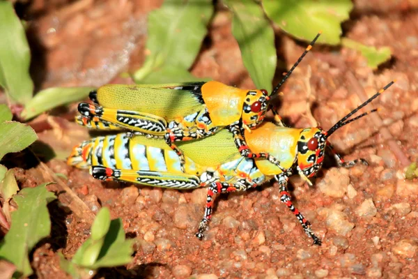 African insects Stock Photos, Royalty Free African insects Images ...