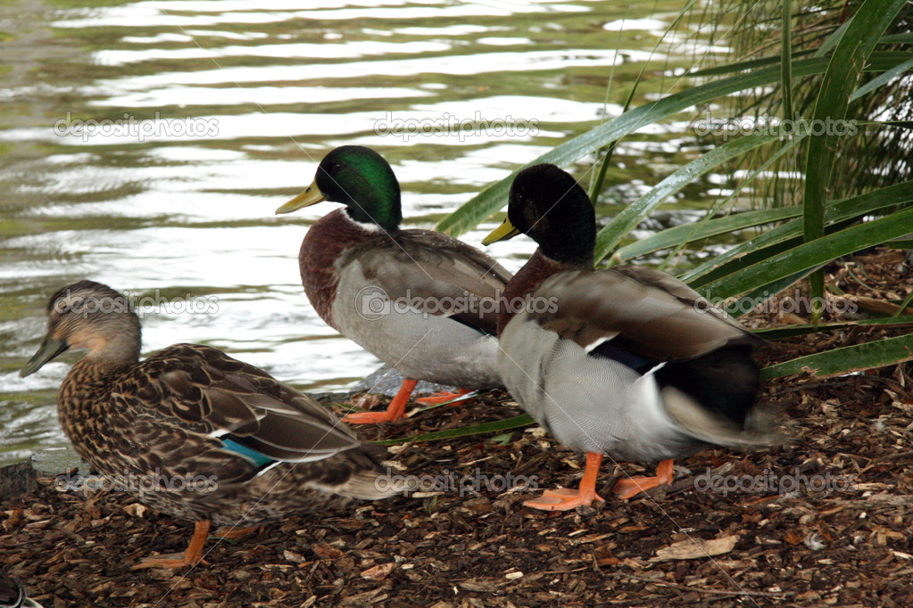 Duck - The Domain, Auckland, New Zealand Stock Photo by ©imagex 12872433
