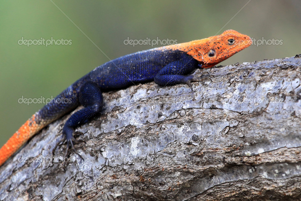 Red Headed Agama Lizard - Uganda, Africa — Stock Photo © imagex #12933591