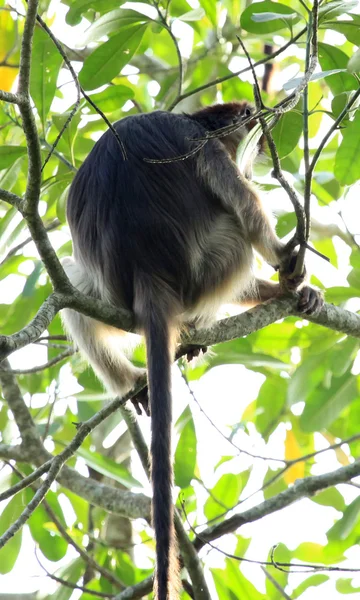 Monkey Bum - Bigodi Wetlands - Uganda, Africa Stock Photo by ©imagex ...