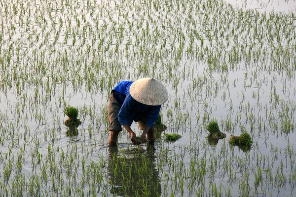 Rice farmers Stock Photos, Royalty Free Rice farmers Images | Depositphotos