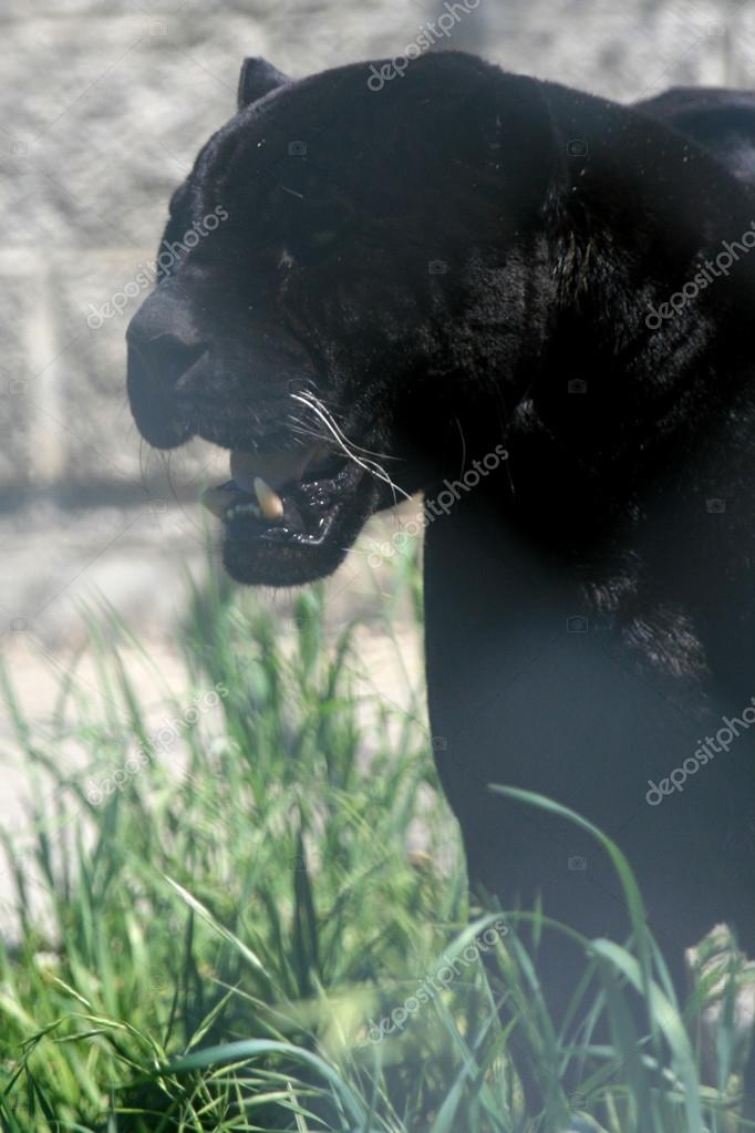 Panther - Vancouver Zoo, Canada — Stock Photo © imagex #14390393