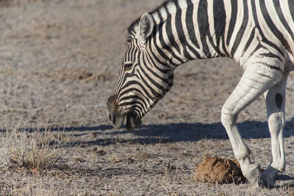 Zebra munkorg Stock Photos, Royalty Free Zebra munkorg Images ...