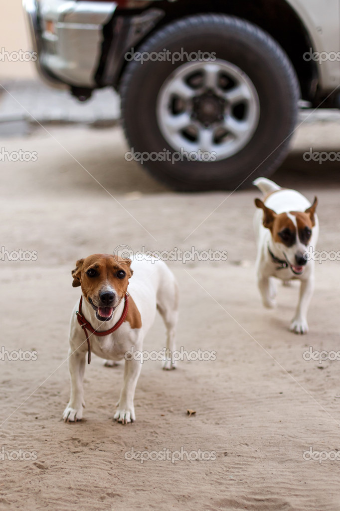 Dog in Katima Mulio - Namibia Stock Photo by ©imagex 46199047