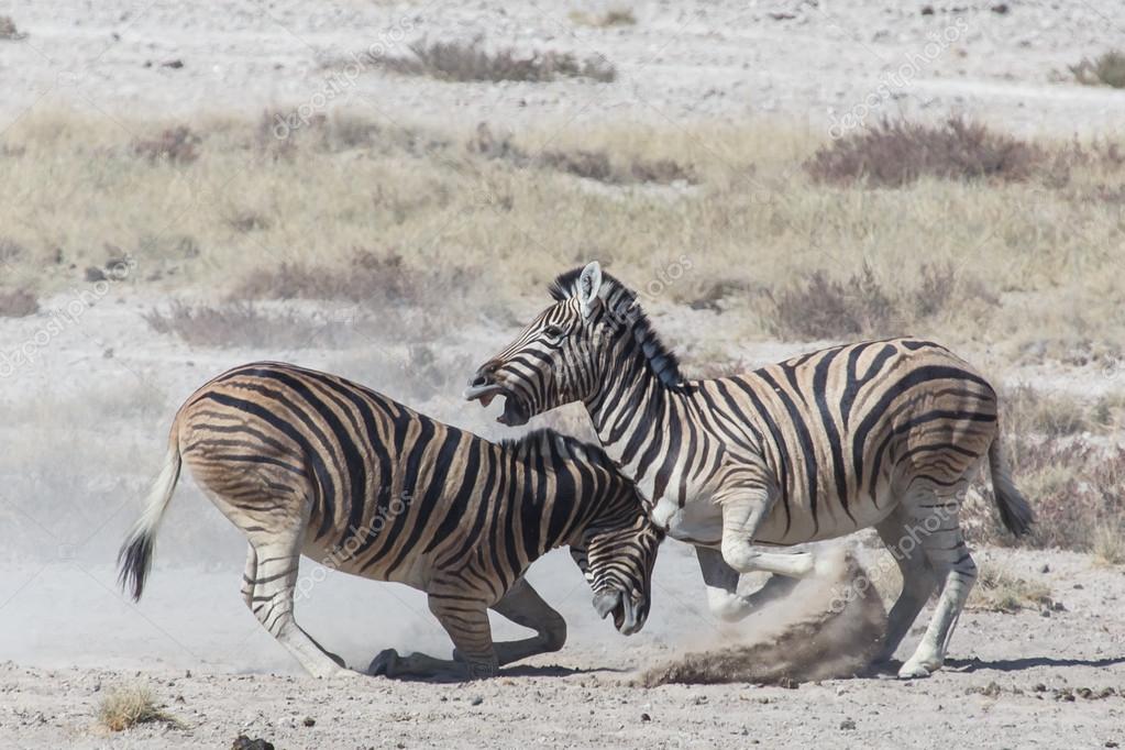 Zebra Fight