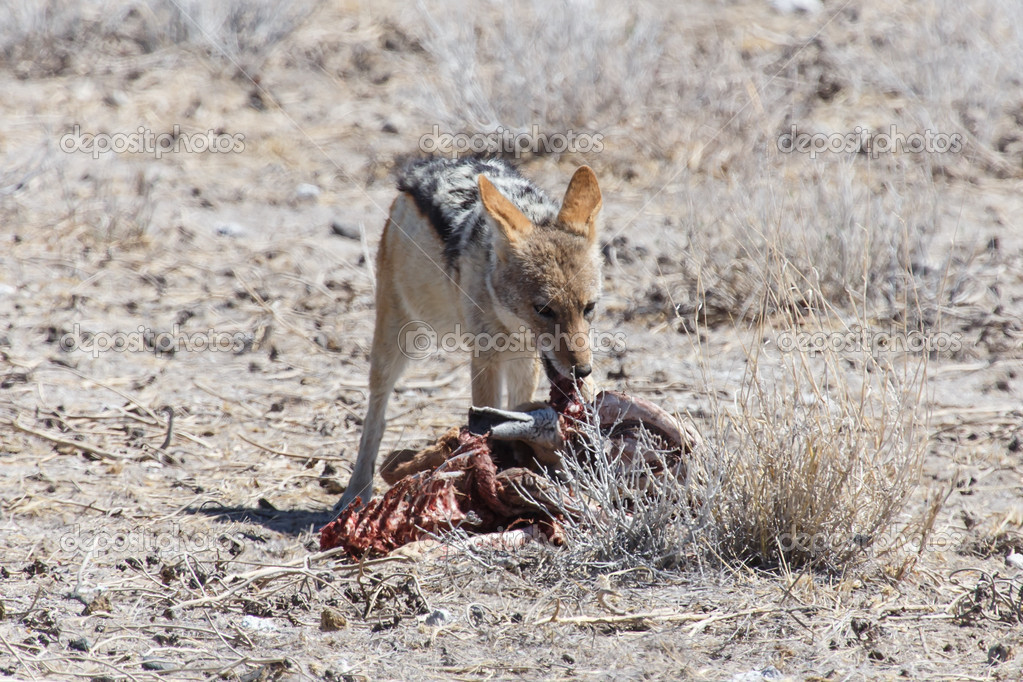 Chacal Comiendo Springbok - Etosha Safari Park en Namibia 2022