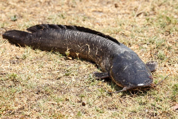 African catfish Stock Photos, Royalty Free African catfish Images ...