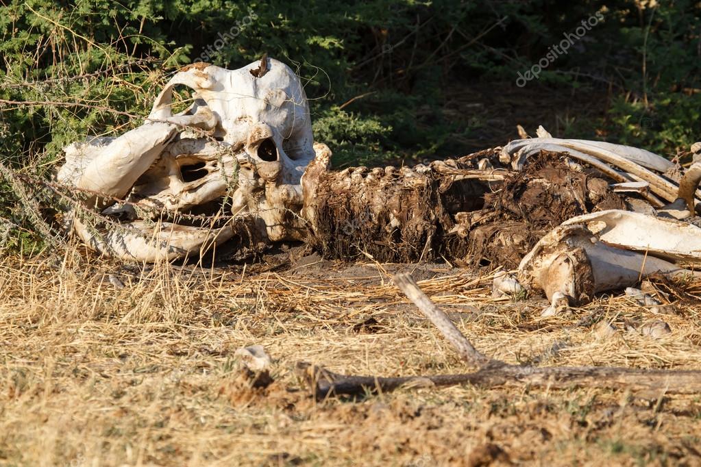 Dead Elephant
