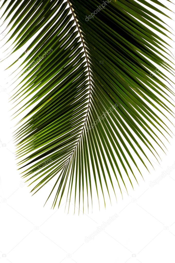Green leaf of coconut palm tree Stock Photo by ©bigjom 33397771