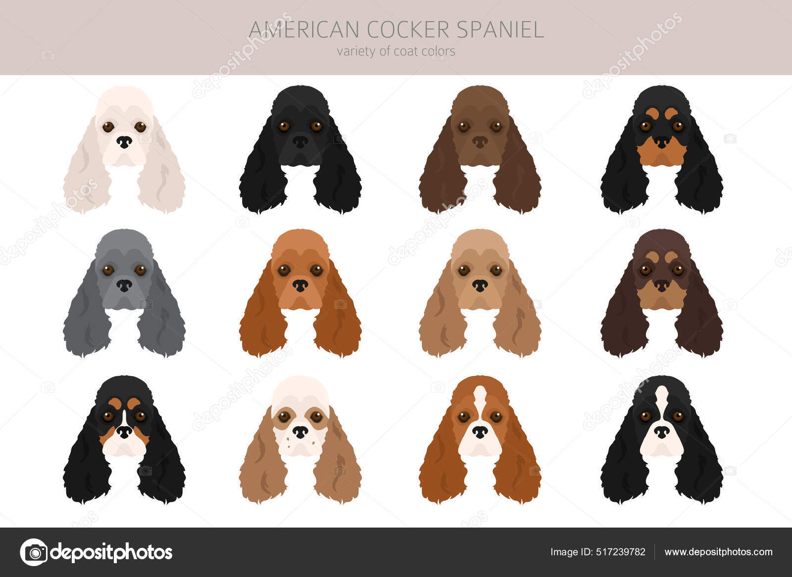 American Cocker Spaniel All Colours Clipart Different Coat Colors Set ...