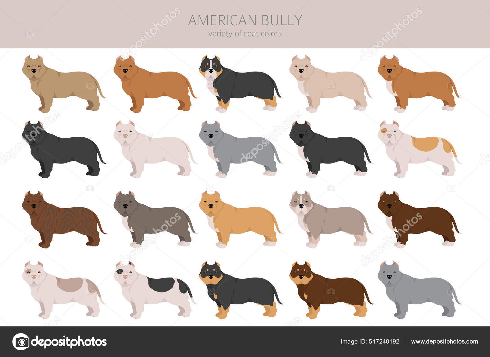 American Bully All Colours Clipart Different Coat Colors Set Vector ...