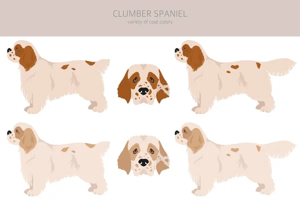 Clumber spaniel Vector Art Stock Images | Depositphotos