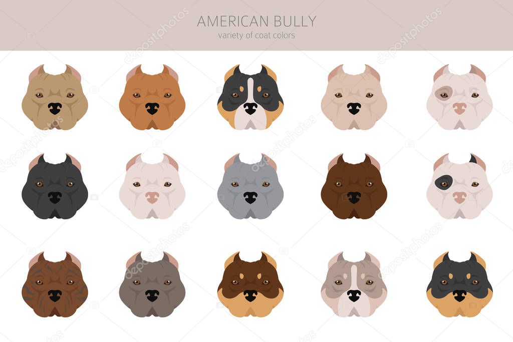 American bully all colours clipart. Different coat colors set. Vector ...