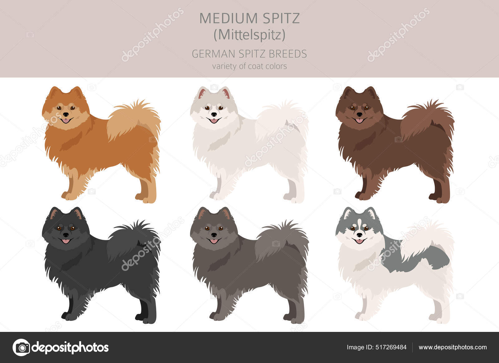 German Spitz Medium Spitz Clipart Different Poses Coat Colors Set Stock ...