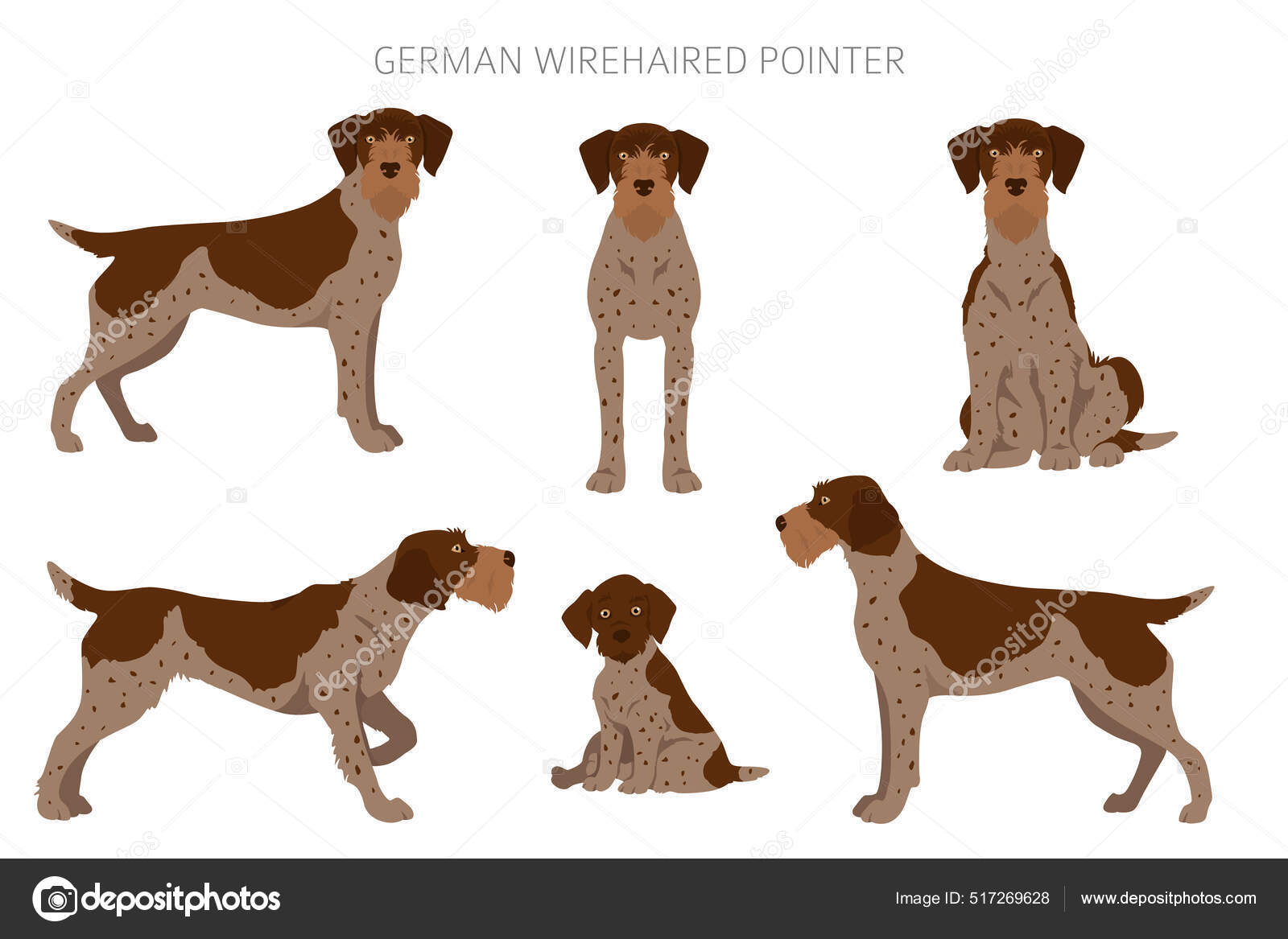 German Wirehaired Pointer Clipart Different Poses Coat Colors Set ...