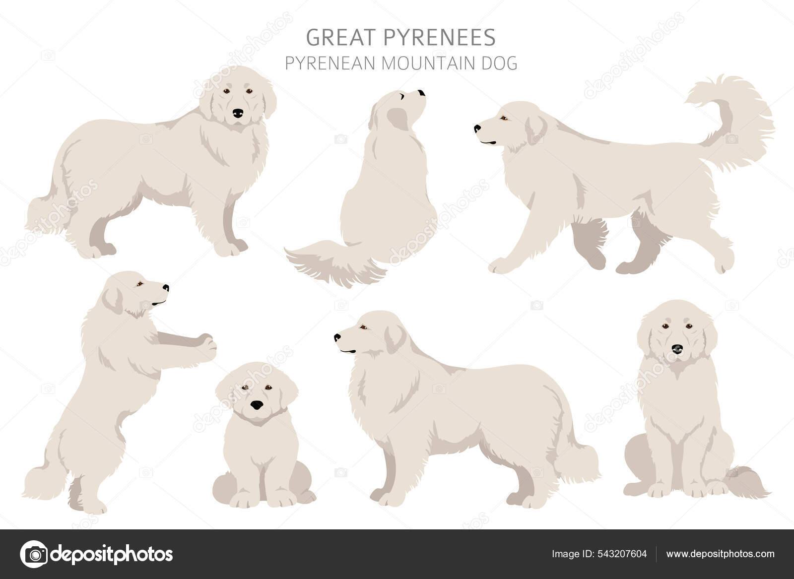 Great Pyrenees Clipart Different Poses Coat Colors Set Vector ...