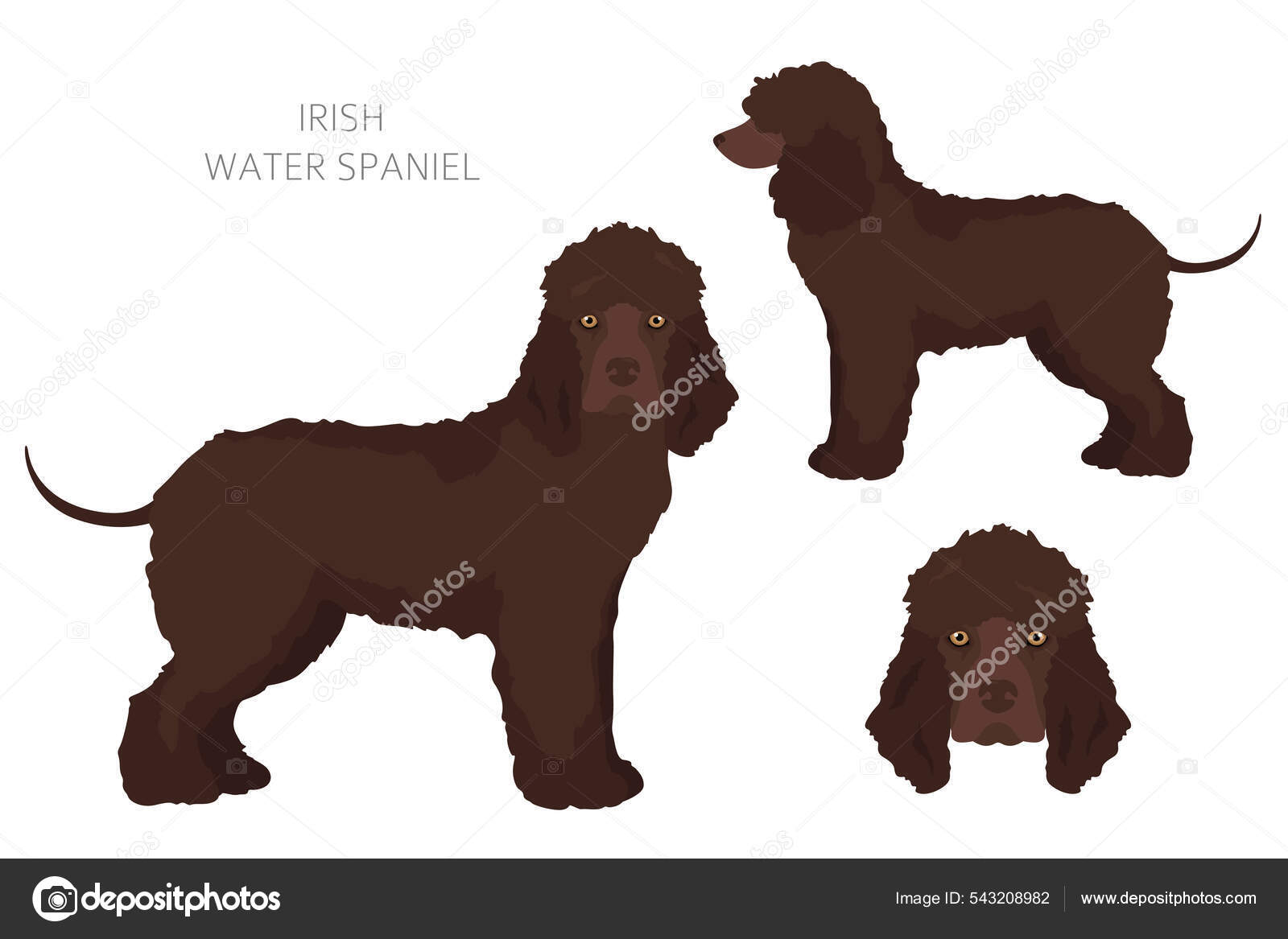 Irish Water Spaniel Clipart Different Poses Coat Colors Set Vector ...