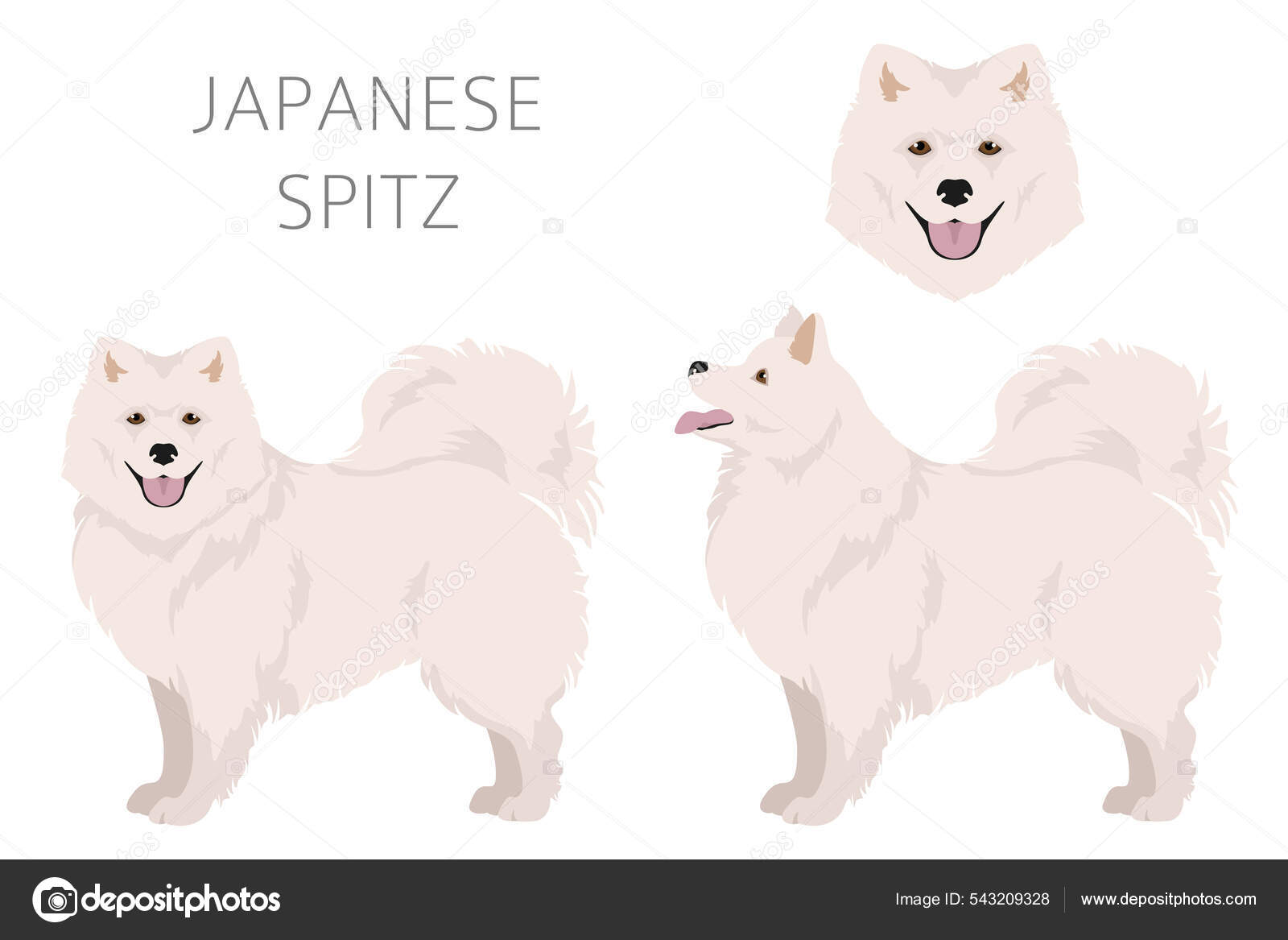 Japanese Spitz Clipart Different Poses Coat Colors Set Vector ...