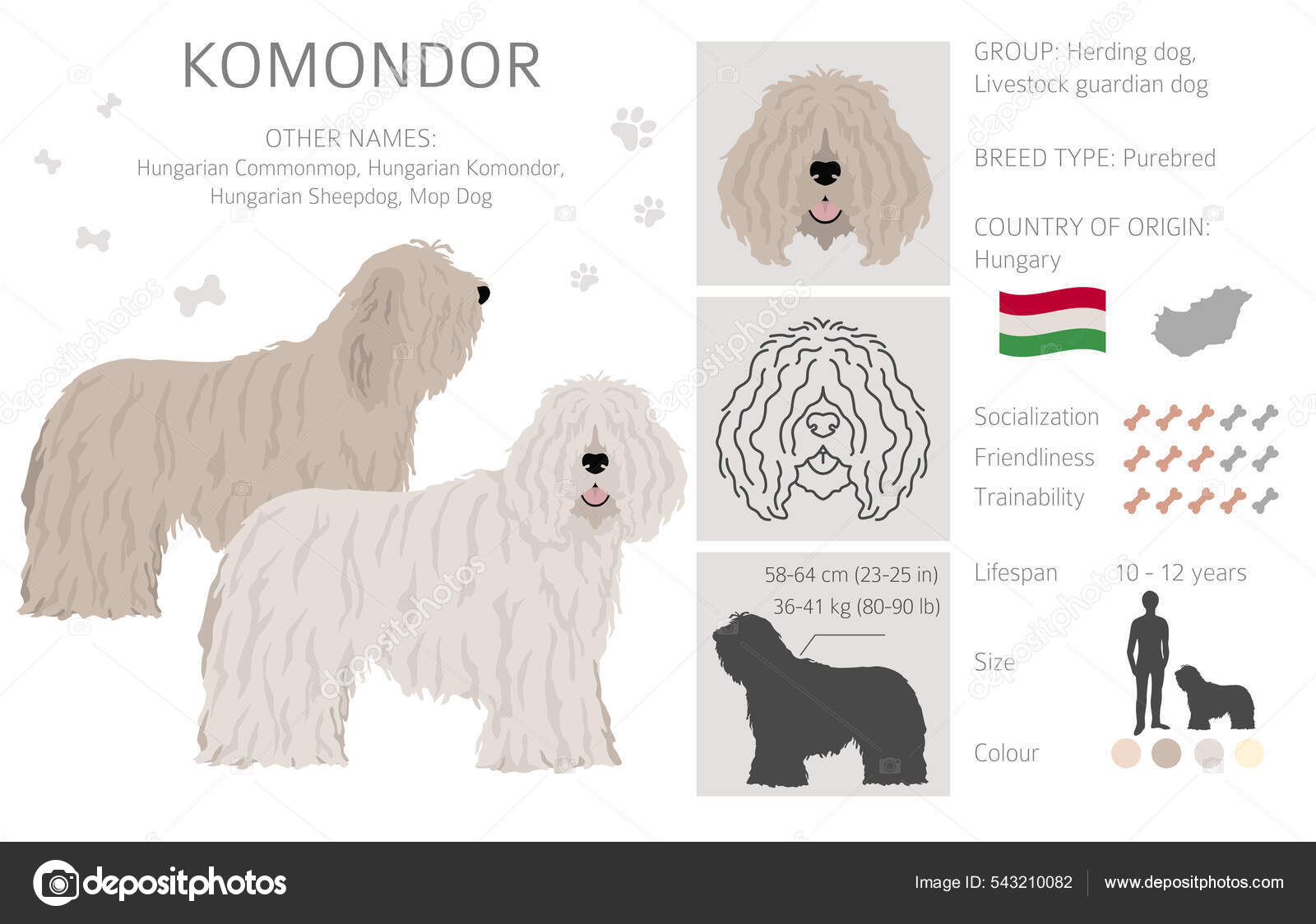 Komondor Clipart Different Poses Coat Colors Set Vector Illustration ...