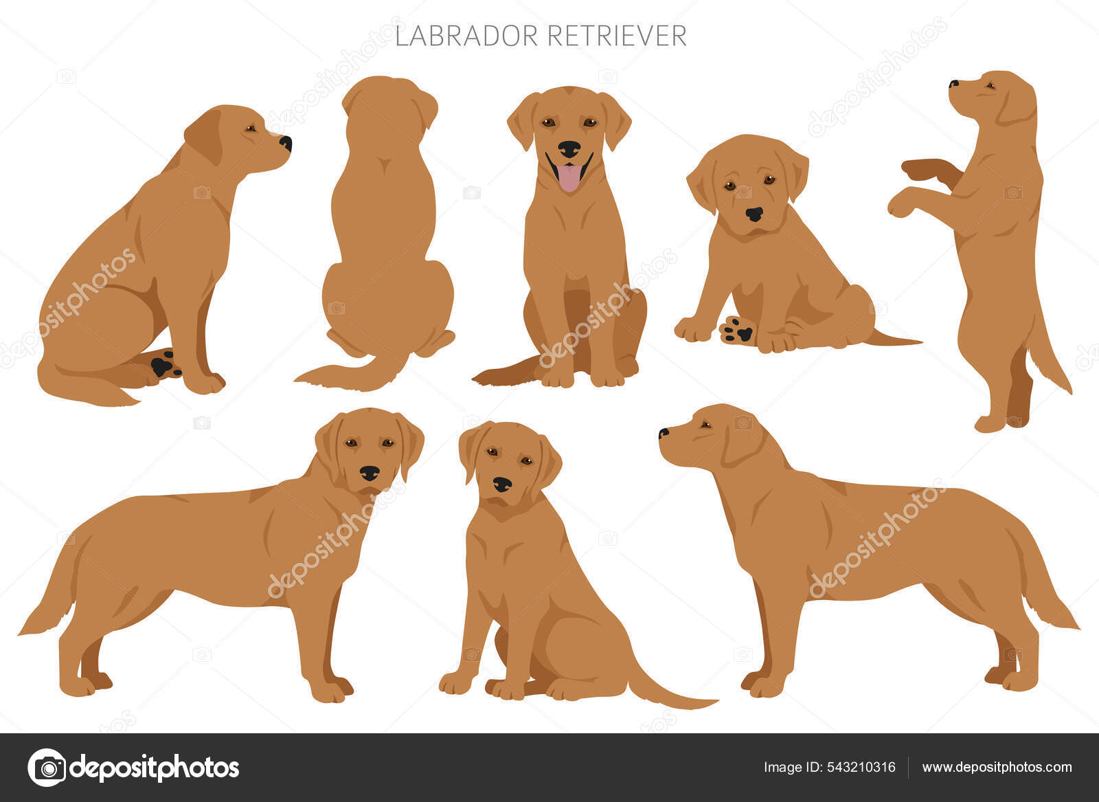 Labrador Retriever Dogs Different Poses Coat Colors Clipart Vector ...