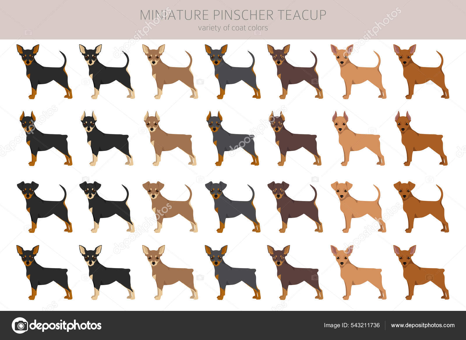 Miniatura Pinscher Clipart Distintas Poses Colores Del Abrigo ...