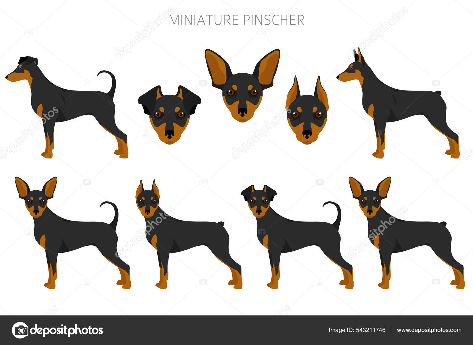 Miniature Pinscher Clipart Different Poses Coat Colors Set Vector ...