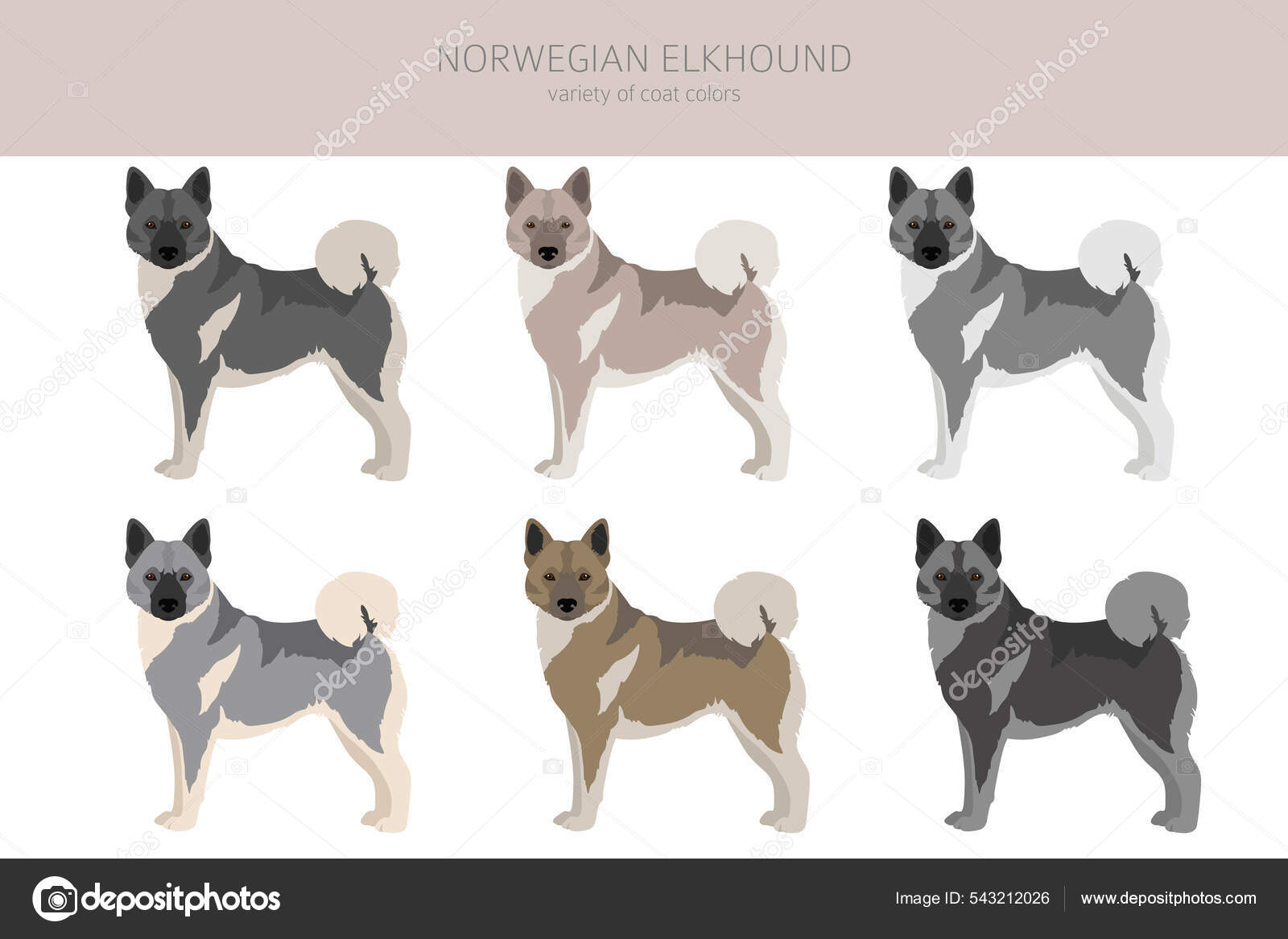 Norwegian Elkhound Clipart Different Poses Coat Colors Set Vector ...