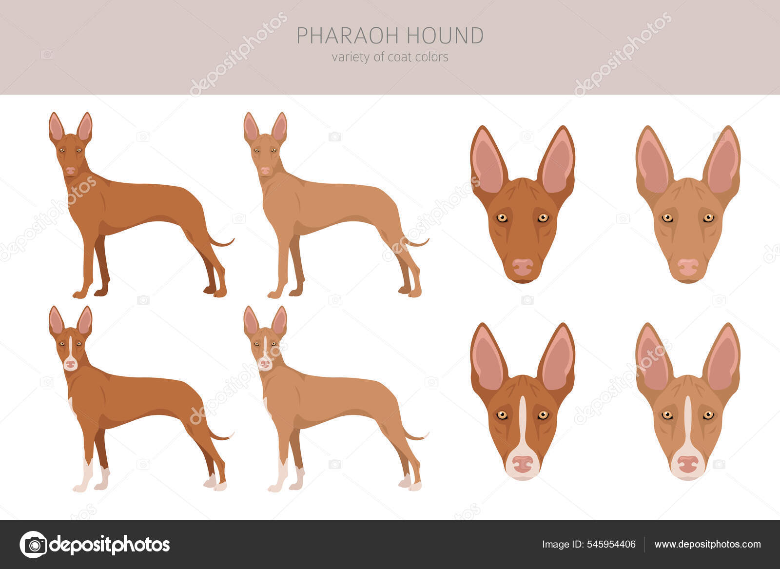 Pharaoh Hound Clipart Different Poses Coat Colors Set Vector ...