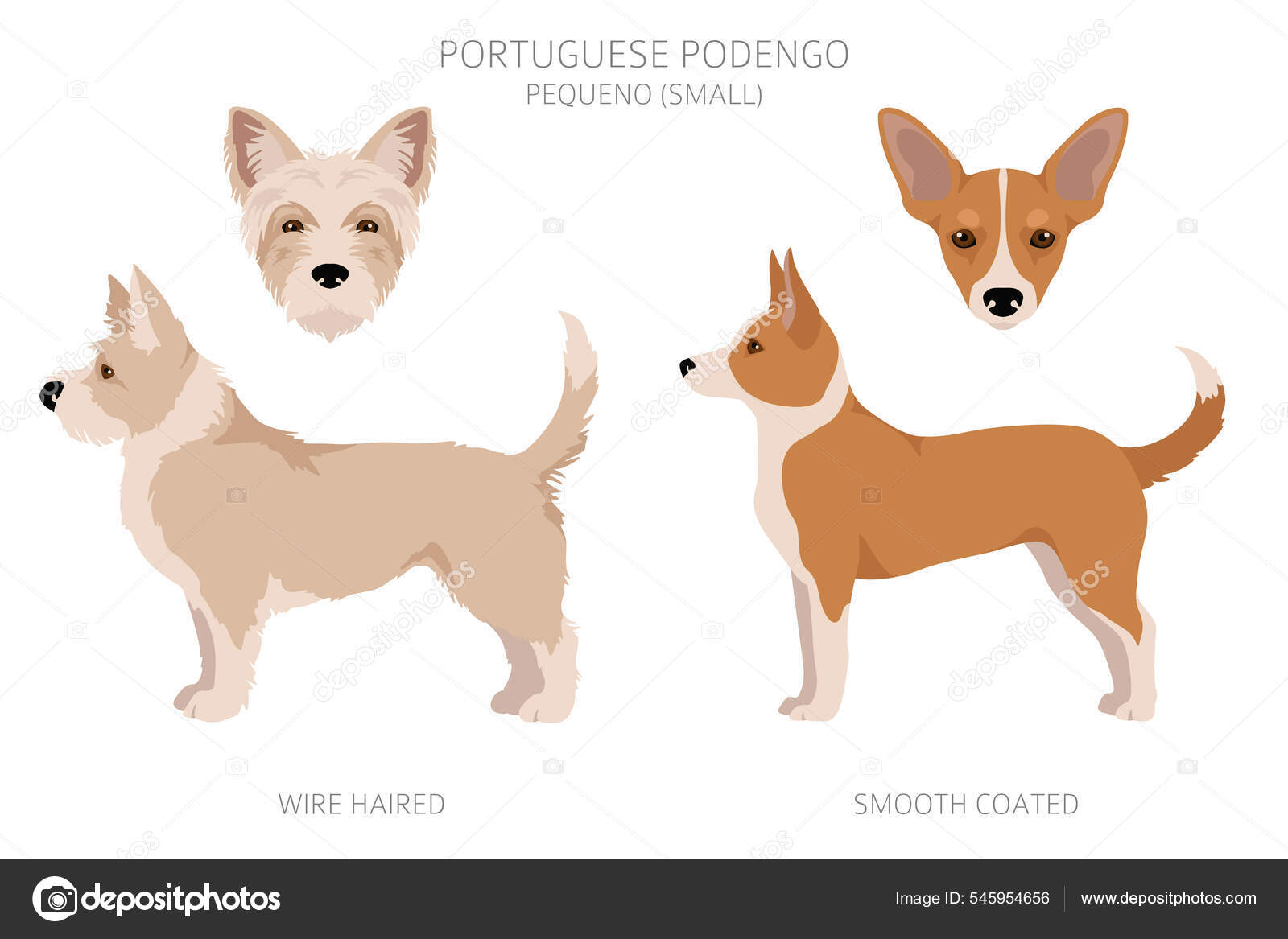 Portuguese Podengo Pequeno Clipart Different Poses Coat Colors Set ...
