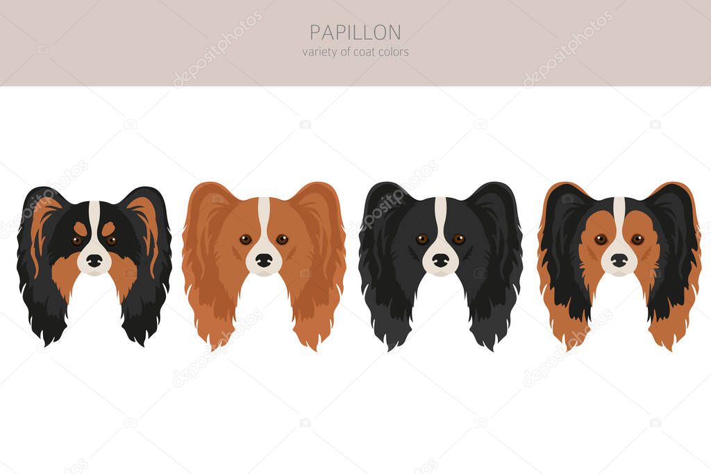 Papillon clipart. Different poses, coat colors set. Vector illustration ...