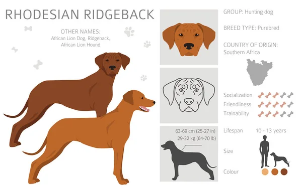Rhodesian Ridgeback Size Chart