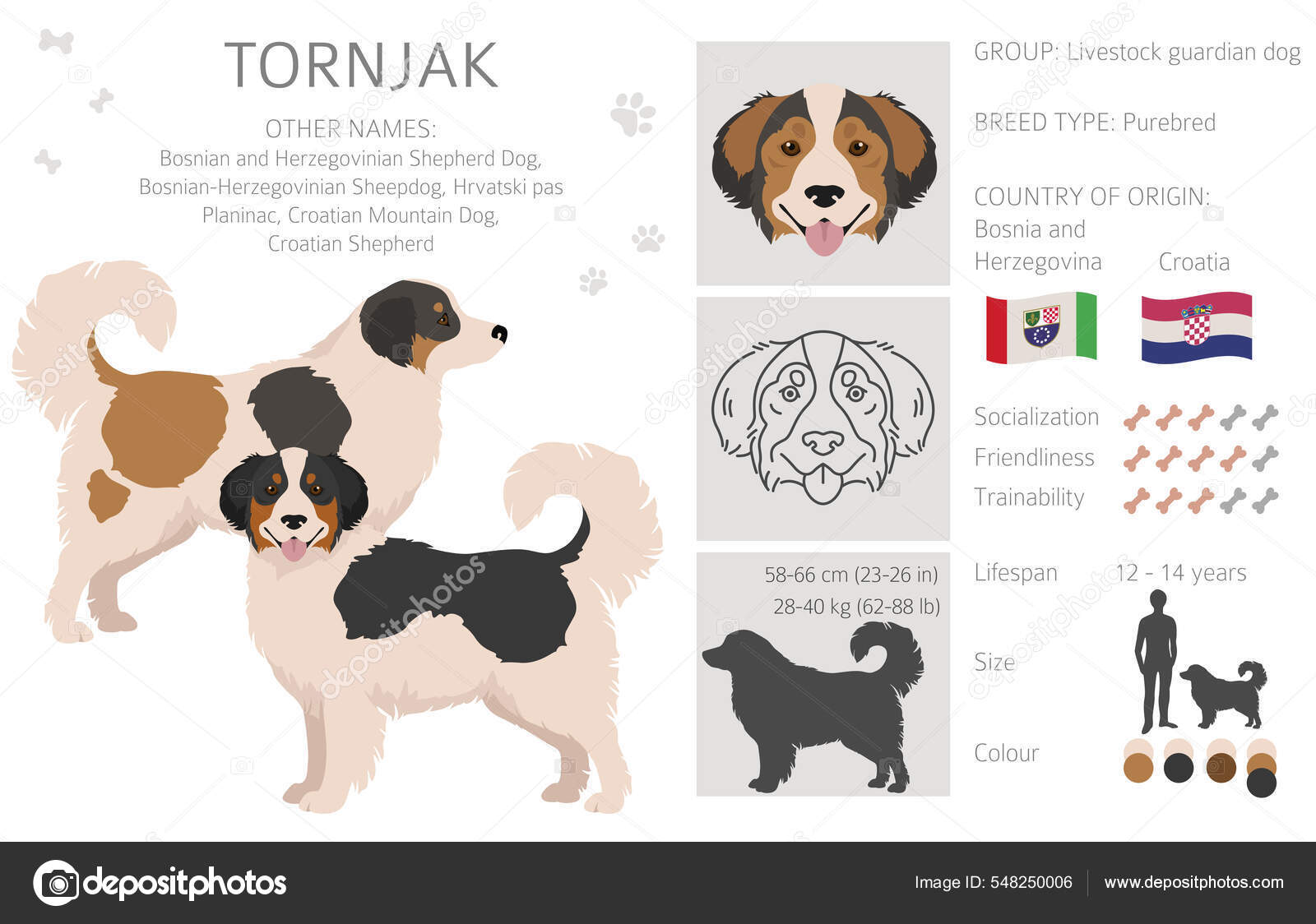 Clipart Tornjak Poses Diferentes Conjunto Cores Casaco Ilustração ...
