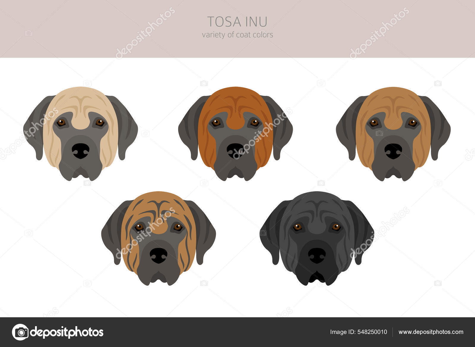 Tosa Inu Clipart Different Poses Coat Colors Set Vector Illustration ...