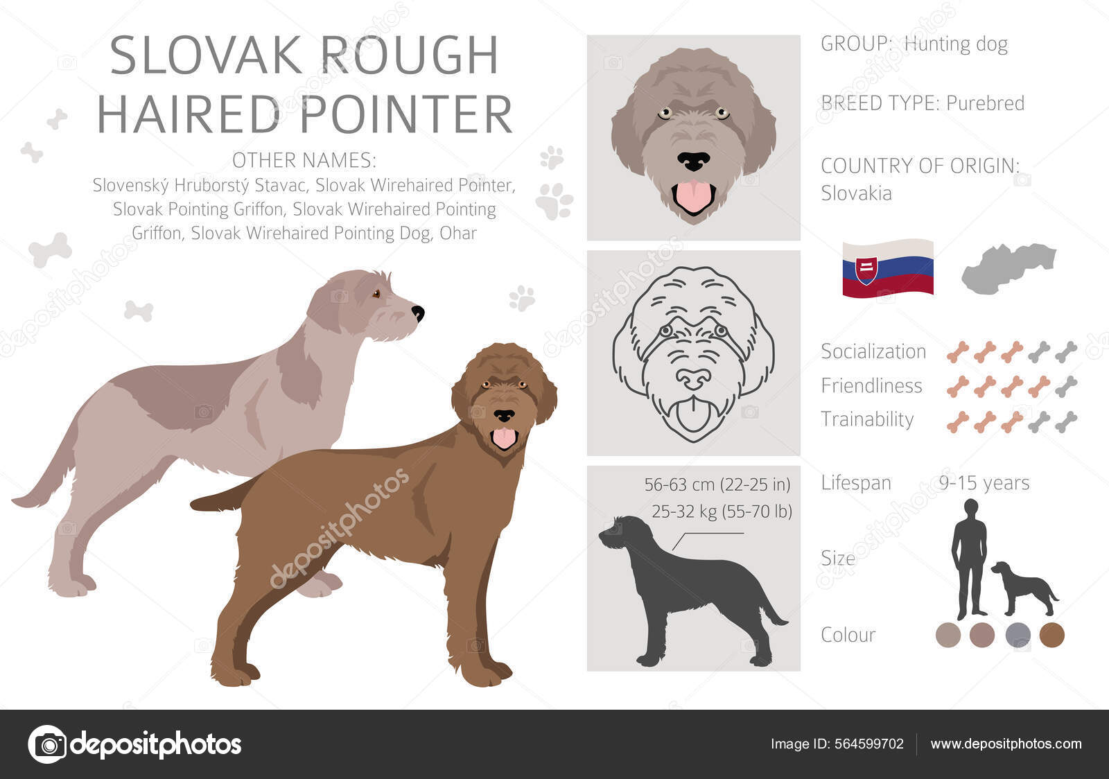 How Long Do Slovak Rough Haired Pointer Live