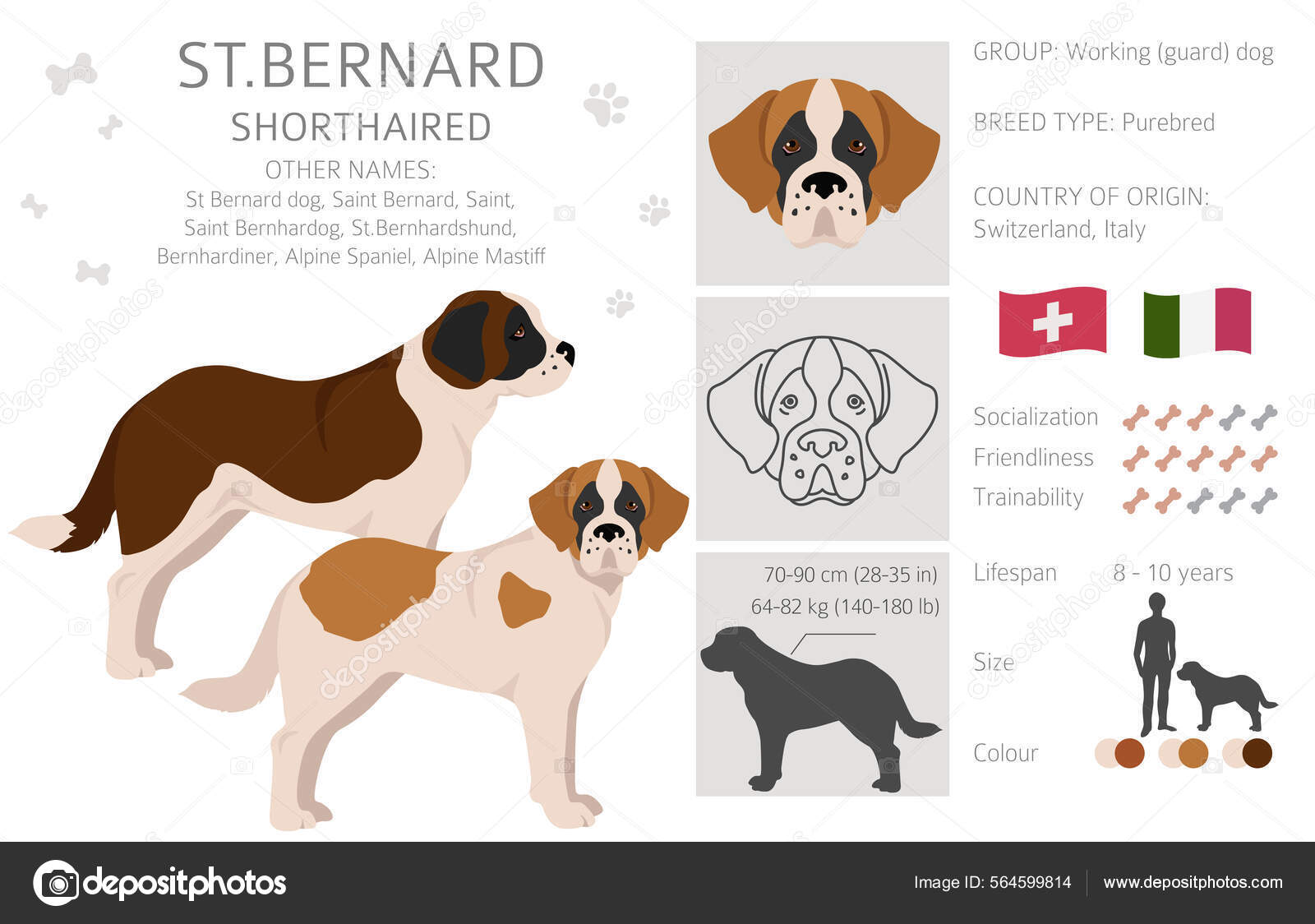Short Coat Saint Bernard | ppgbbe.intranet.biologia.ufrj.br