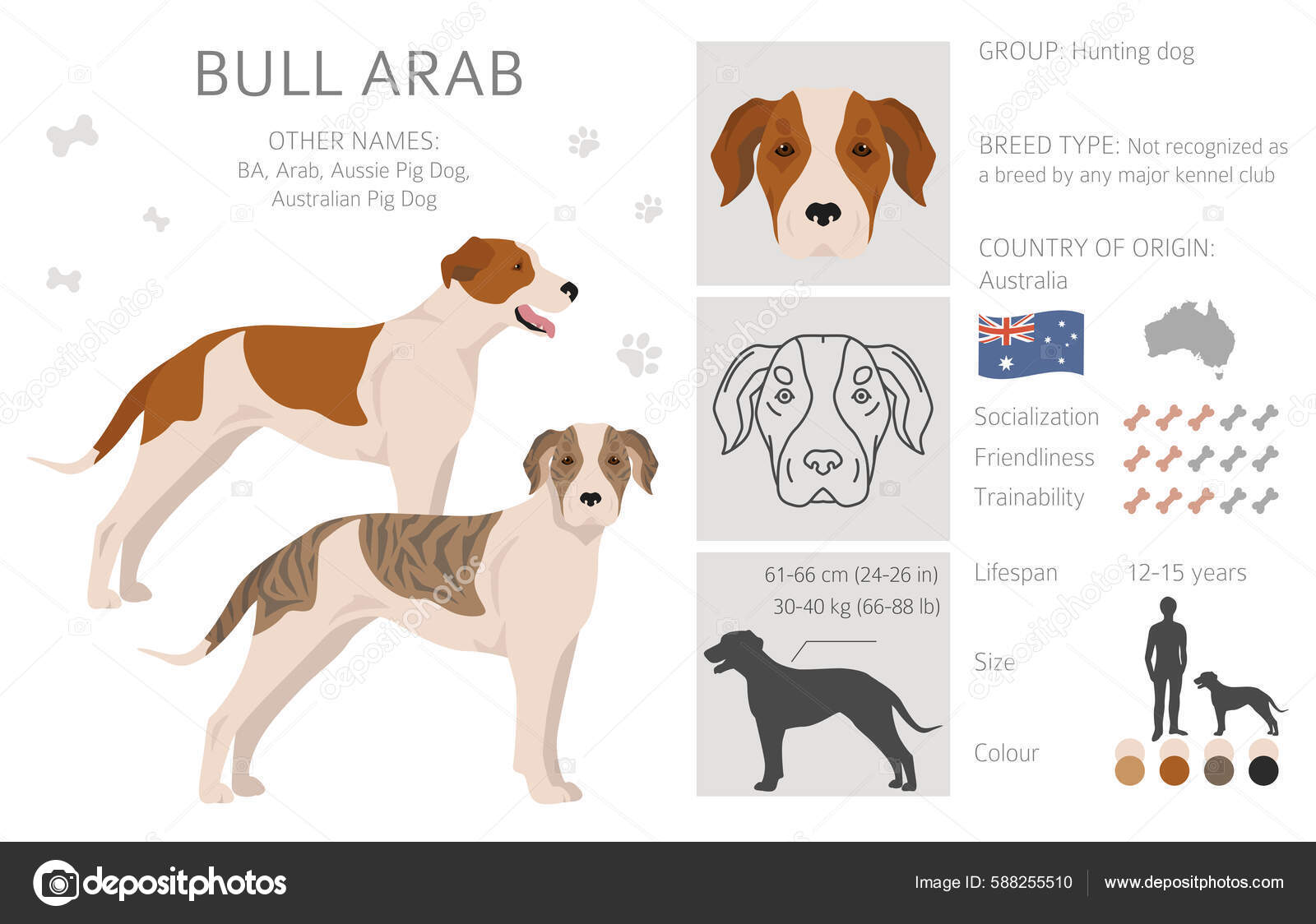 Bull Arab Hunting Dogs Info About Whats This
