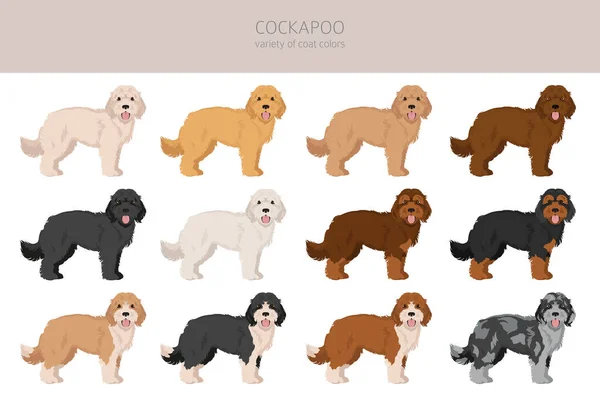 Cockapoo Vector Art Stock Images | Depositphotos