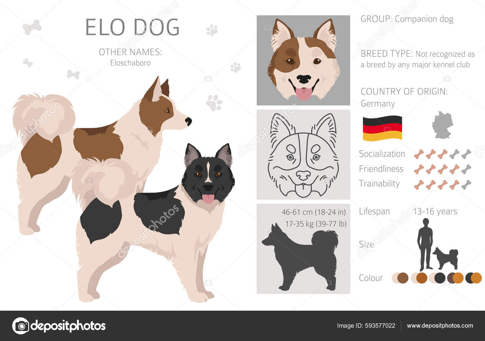 Elo Dog Clipart Different Coat Colors Set Vector Illustration Stock ...