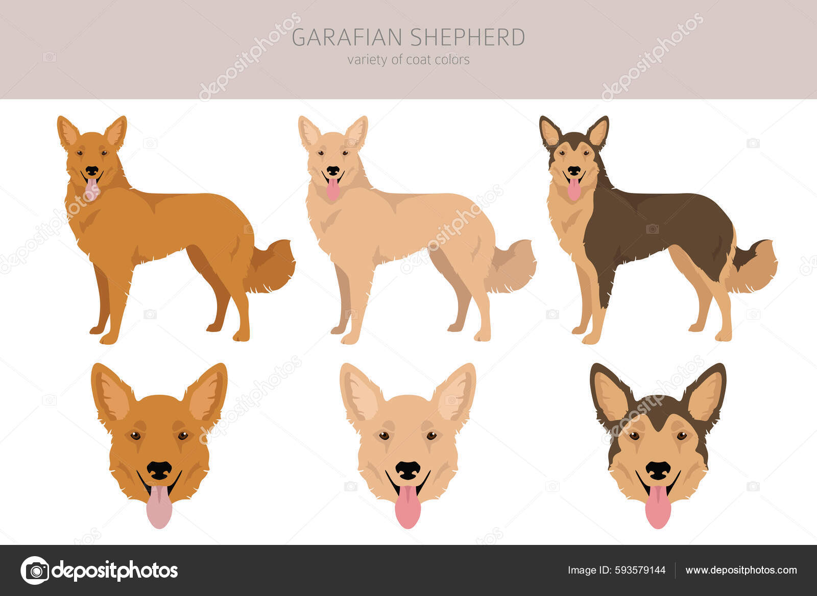 What Is The Breed Of Garafian Shepherd