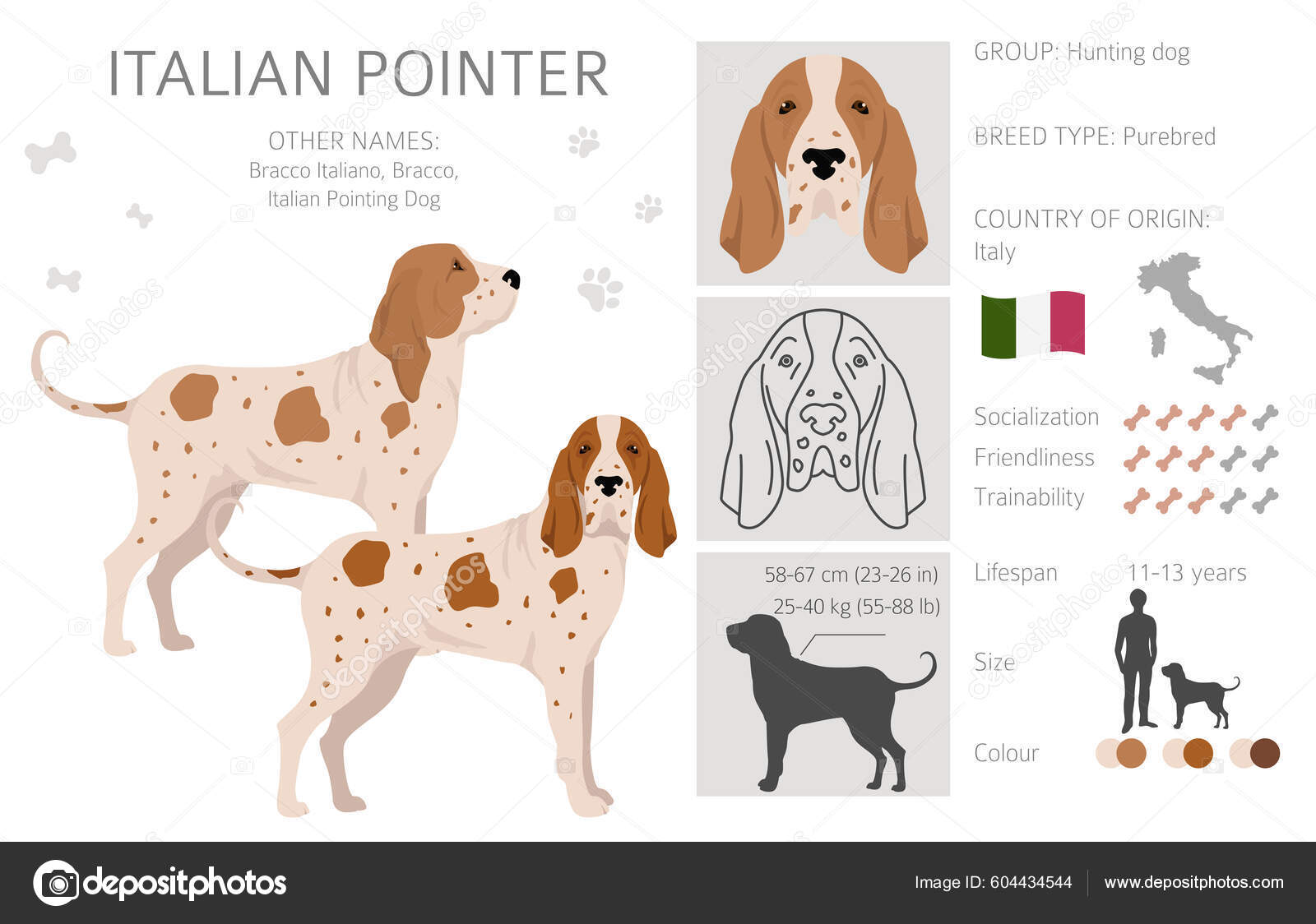 Italian Pointer Clipart Different Poses Coat Colors Set Vector ...