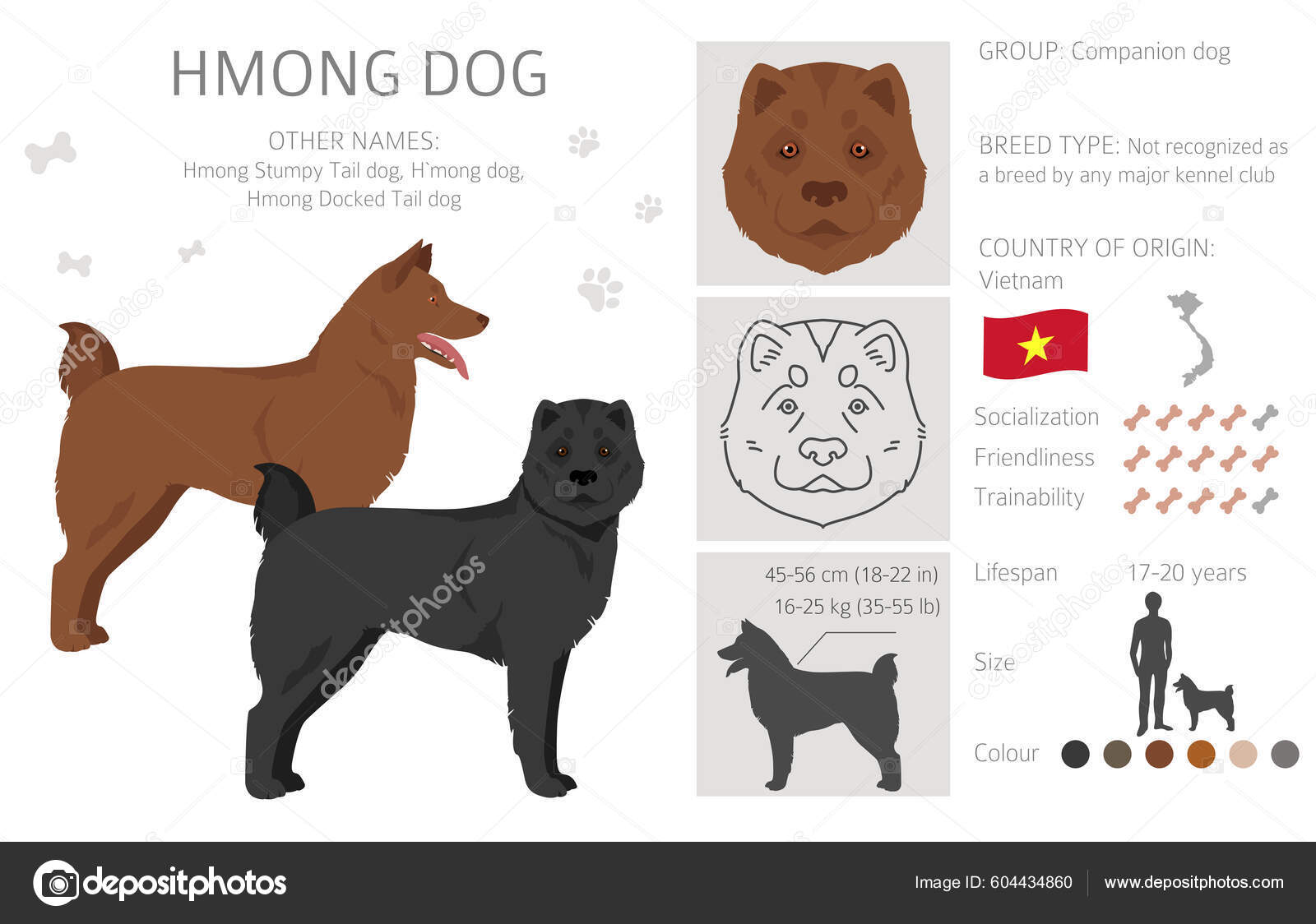 Hmong Dog Clipart Different Poses Coat Colors Set Vector Illustration ...