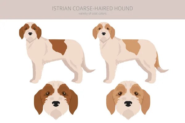 German Wirehaired Pointer Clipart Different Poses Coat Colors Set ...